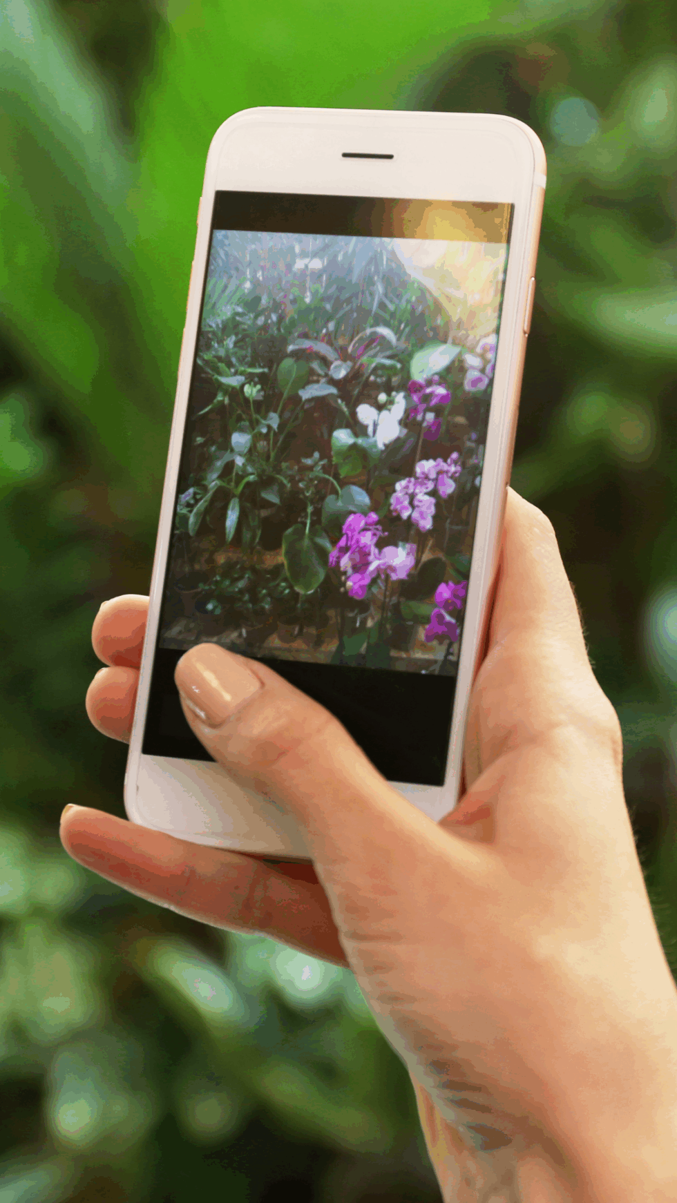 Affiliate - SAAMS Light